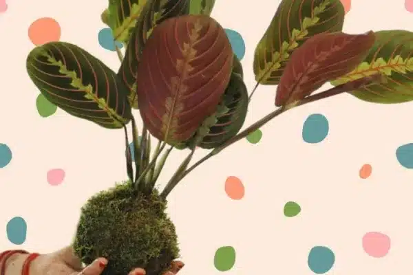 Cursos y talleres para niños en Madrid - planinfantil.es